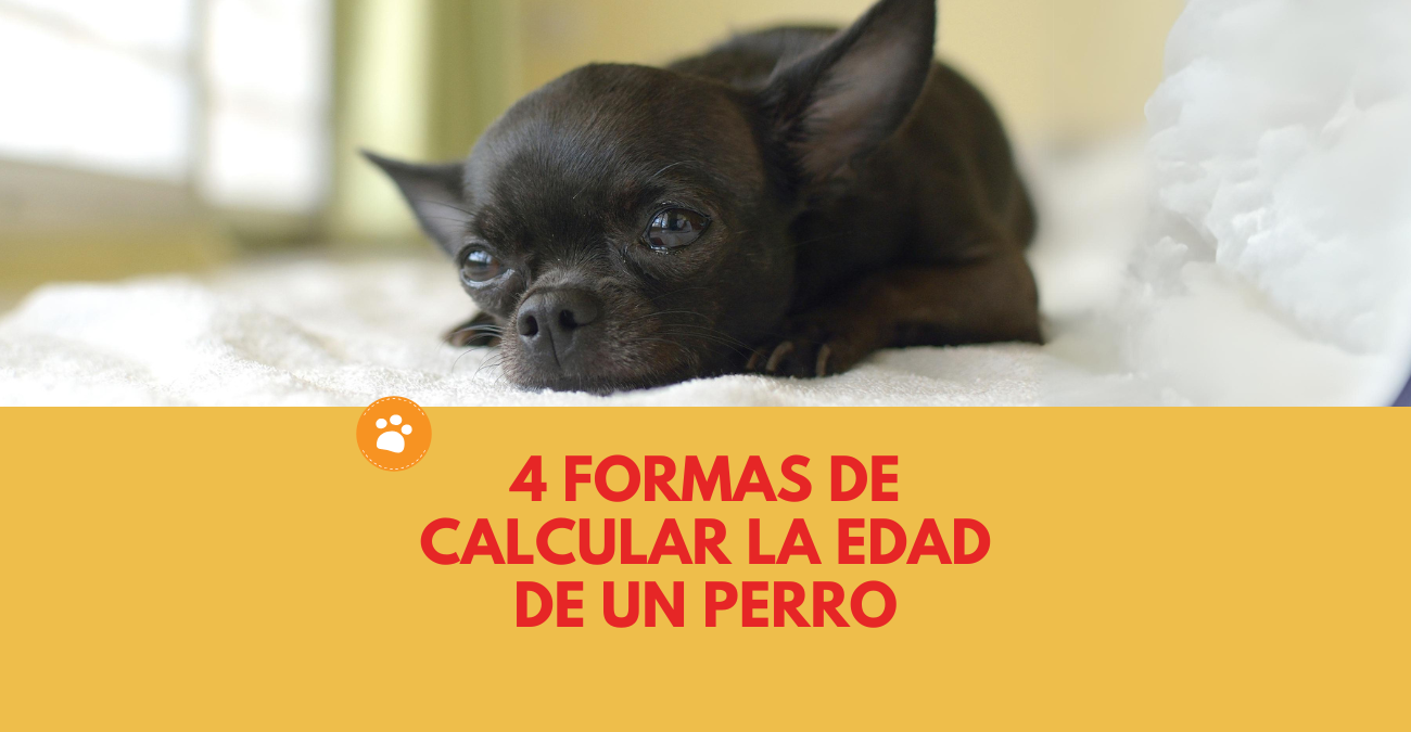 4 Formas de calcular la edad de un perro - Revista Petmi para amantes ...