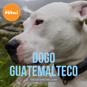 Dogo Guatemalteco - Revista Petmi para amantes de mascotas