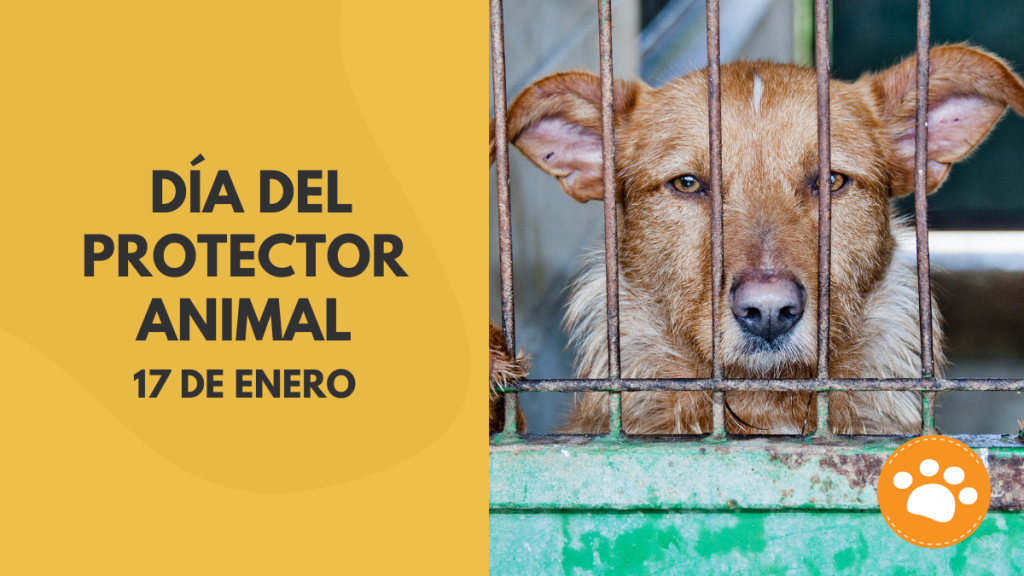 17 de enero, Día del Protector Animal - Revista Petmi para amantes de ...