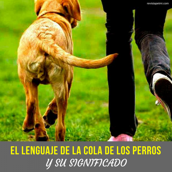 La cola del perro