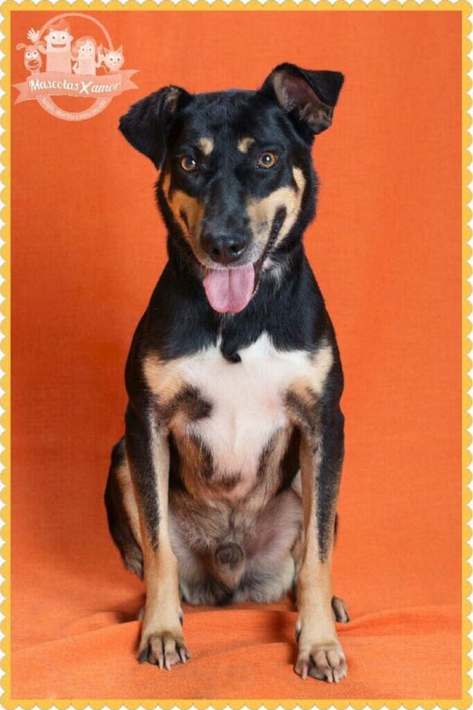 Chevrolet promueve la adopción de perros en Guatemala - Revista Petmi ...