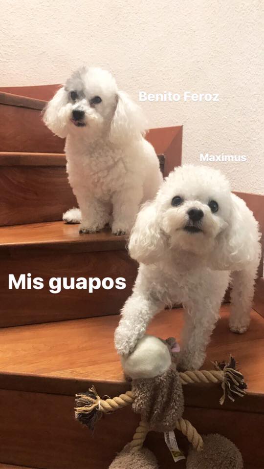 Los 5 perros más famosos de Guatemala - Revista Petmi para amantes de ...