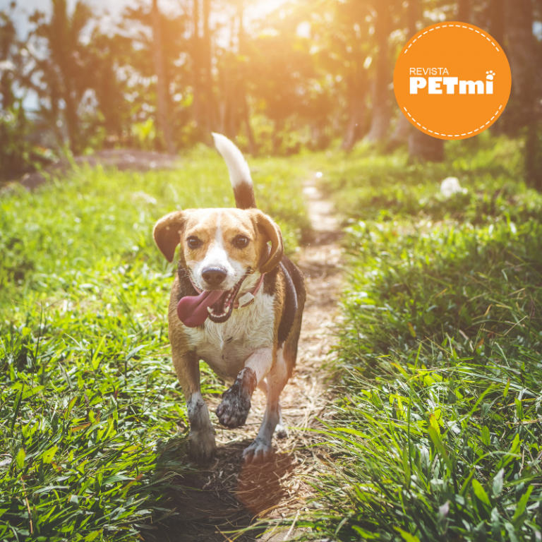 4 Consejos de como correr con nuestro perro - Revista Petmi para ...