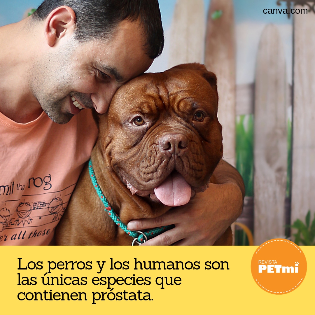 10 datos curiosos sobre perros y gatos - Revista Petmi para amantes de ...
