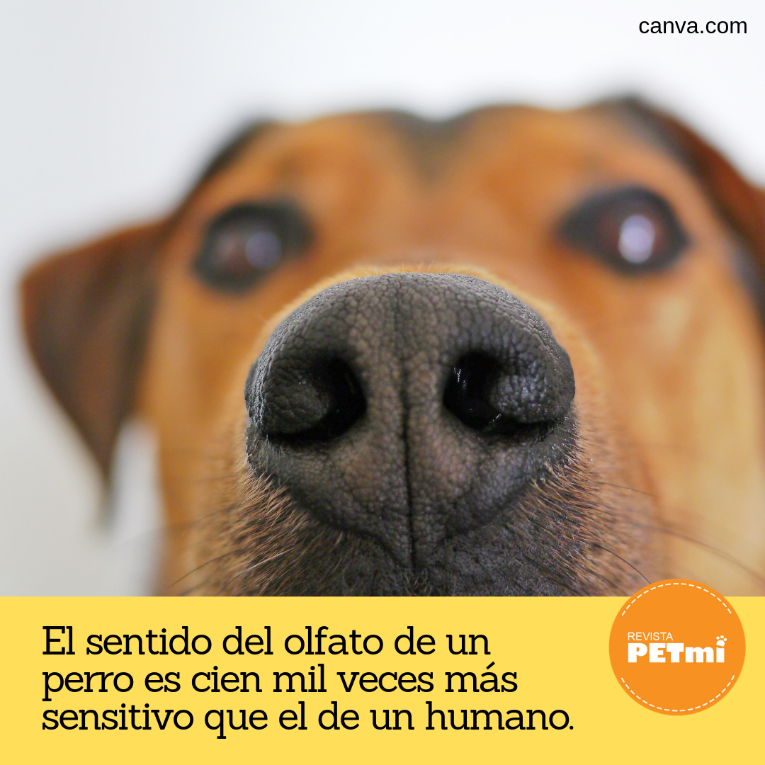 10 datos curiosos sobre perros y gatos - Revista Petmi para amantes de ...