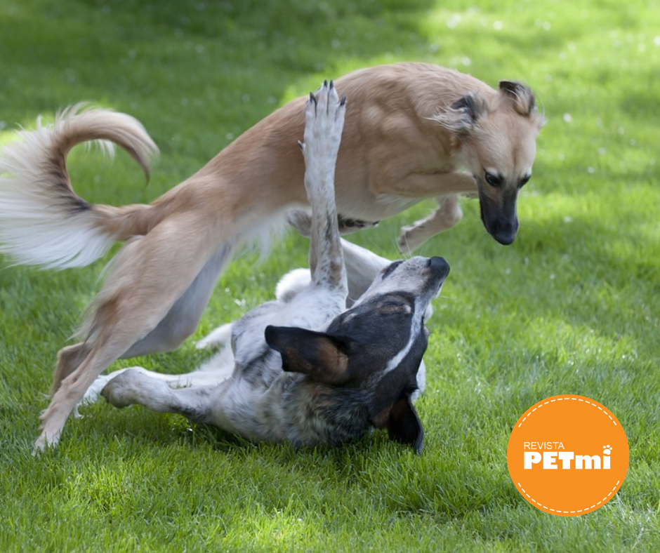 ¿Que debemos hacer ante una pelea de perros? - Revista Petmi para ...