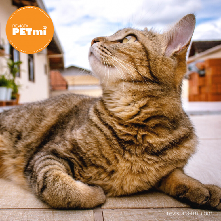 6 Claves para entender a un gato - Revista Petmi para amantes de mascotas
