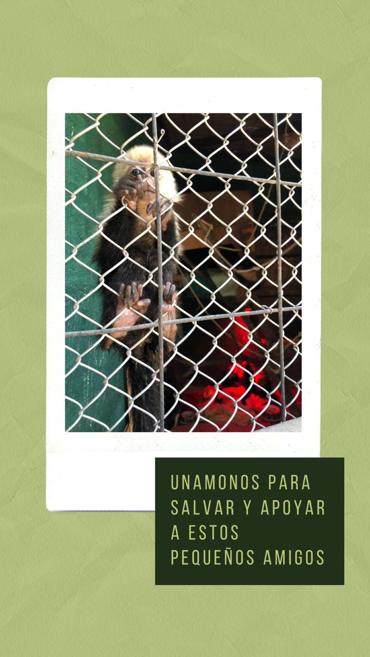 13 monos y 3 tucanes fueron decomisados, ayúdalos - Revista Petmi para ...