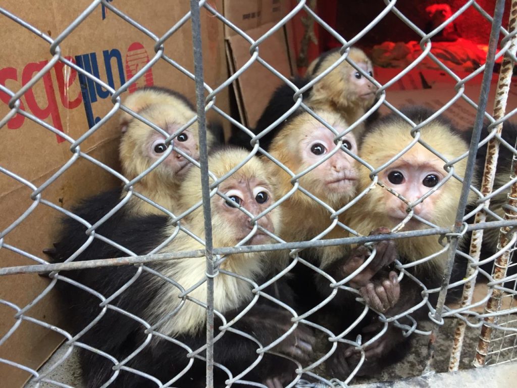13 monos y 3 tucanes fueron decomisados, ayúdalos - Revista Petmi para ...