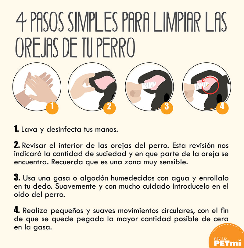 4 pasos simples para limpiar las orejas de tu perro en casa - Revista ...