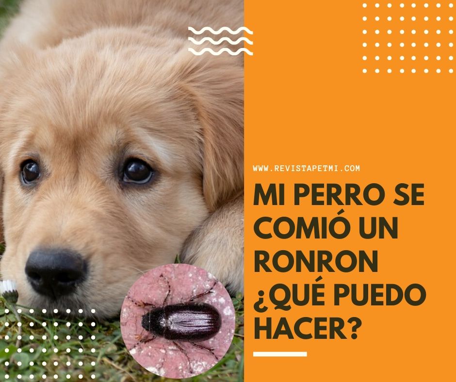 Mi perro se comió un ronrón ¿son malos? ¿qué puedo hacer? - Revista ...