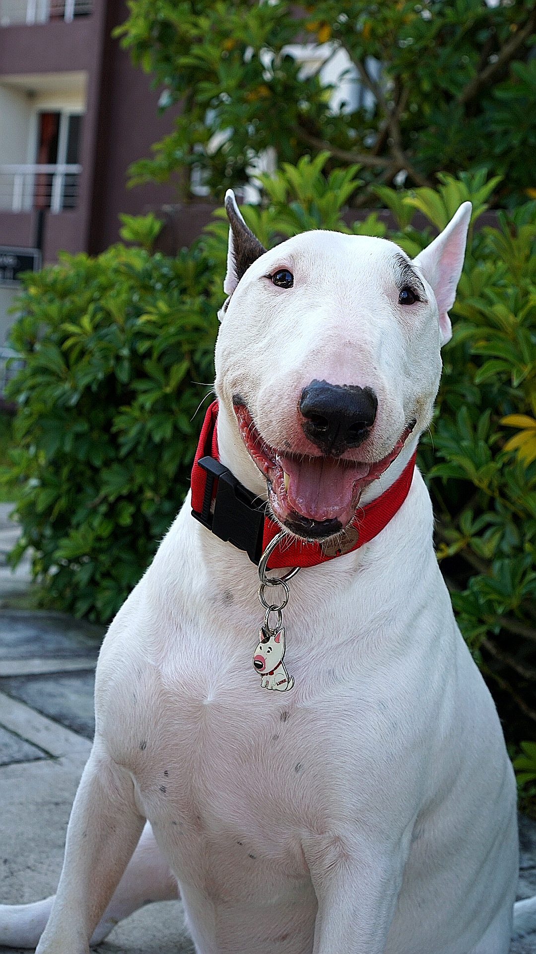 BULLYTI LOVERS GT: Dieta BARF para perros en Guatemala - Revista Petmi ...