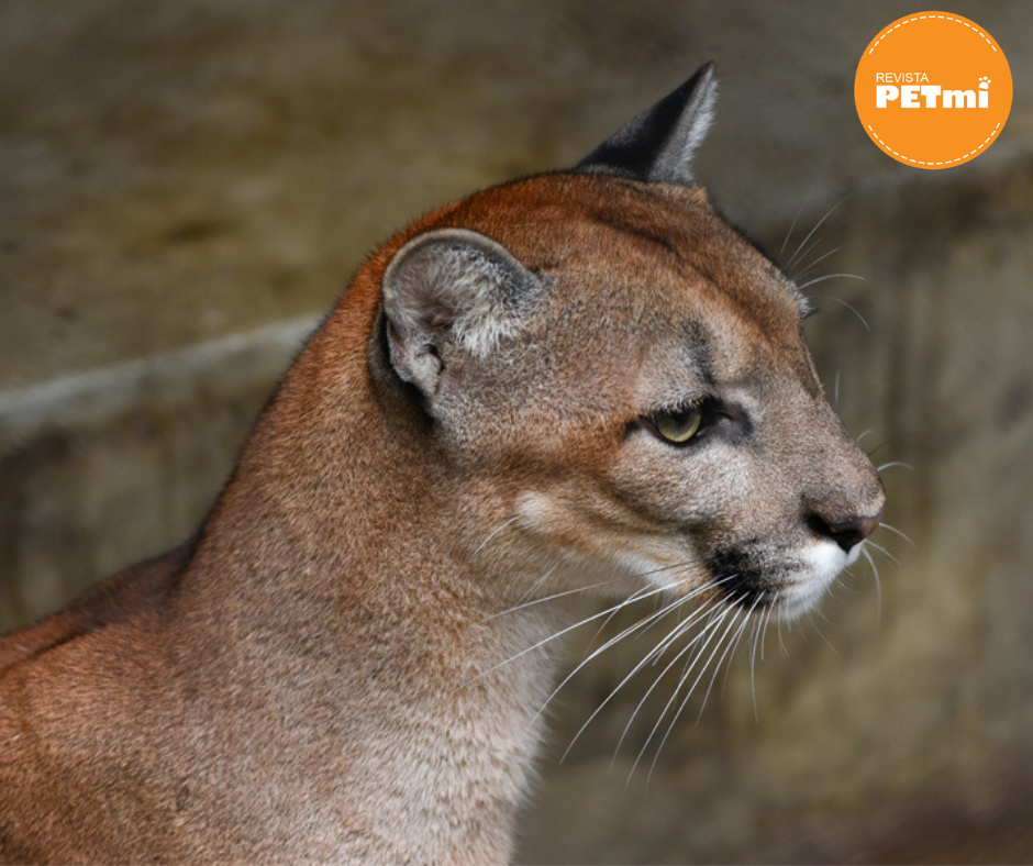 5 especies de felinos de Guatemala (puma) - Revista Petmi