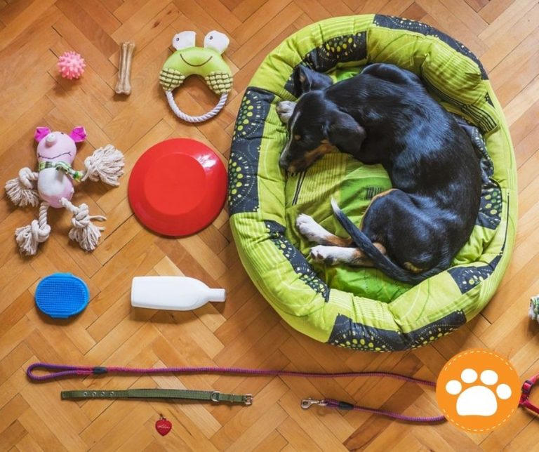 ¿Cómo darle la bienvenida a casa a un perrito adoptado? - Revista Petmi ...