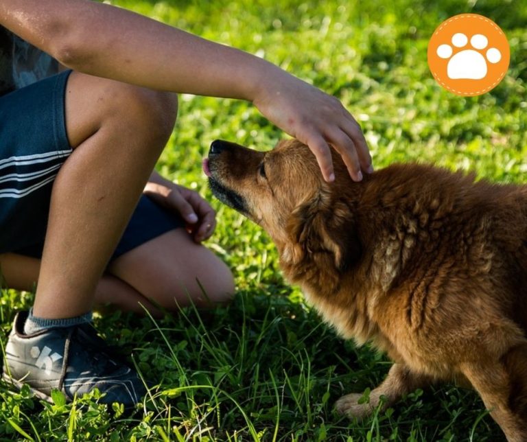 ¿Cómo darle la bienvenida a casa a un perrito adoptado? - Revista Petmi ...