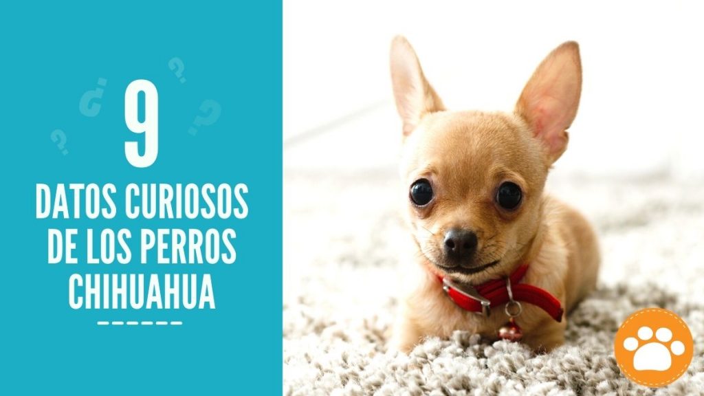 9 datos curiosos de los perros chihuahua - Revista Petmi para amantes ...