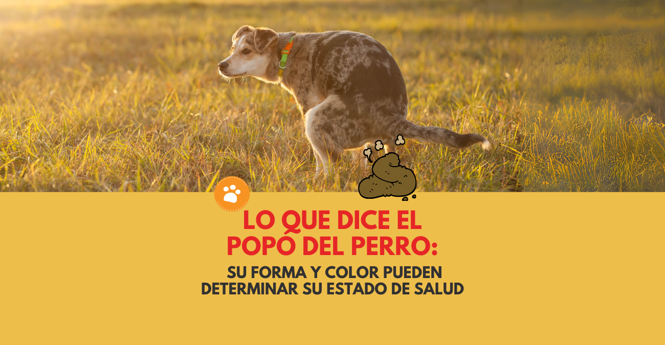 Lo que dice el popó del perro: su forma y color pueden determinar su ...