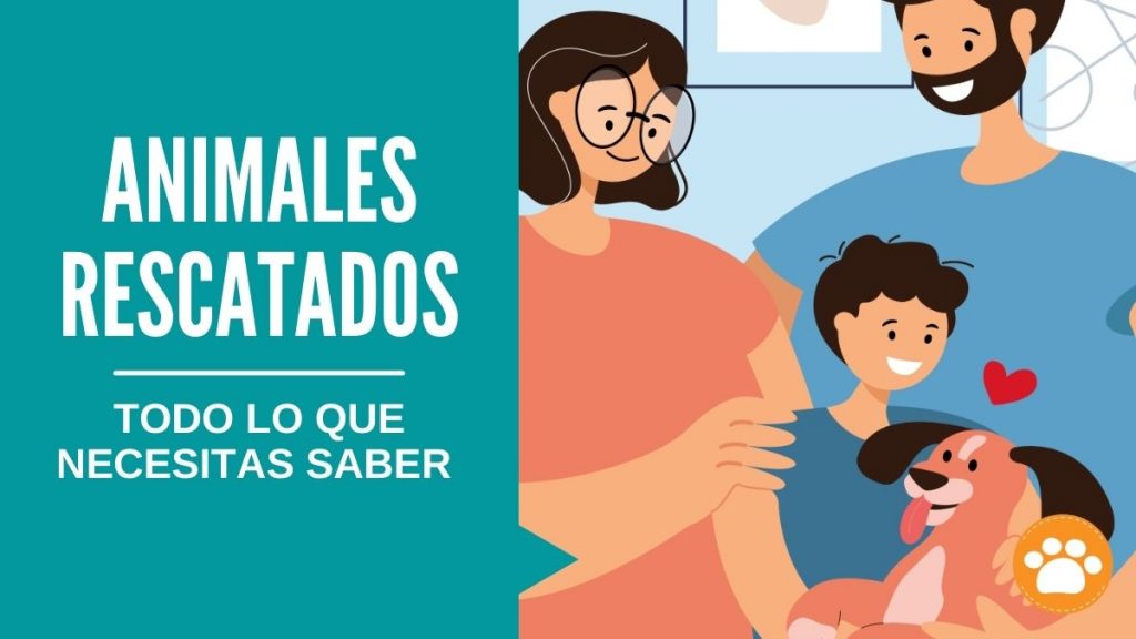 Animales rescatados: Todo lo que necesitas saber - Revista Petmi para ...