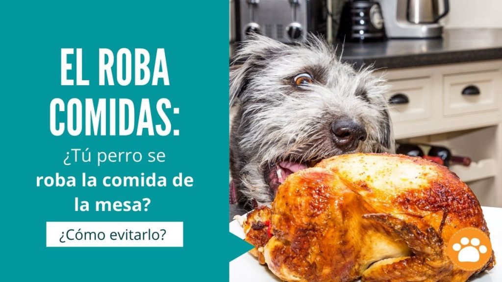 El Roba comidas: ¿Tú perro se roba la comida de la mesa? ¿Cómo evitarlo ...