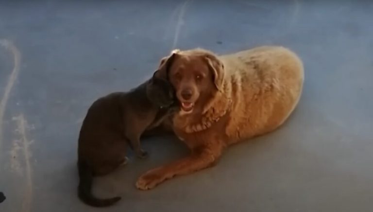 Bobi, el perro más viejo del mundo rompe récord Guinness - Revista ...