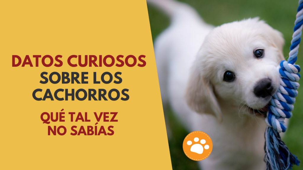 6 datos curiosos sobre los cachorros que te sorprenderán. - Revista ...