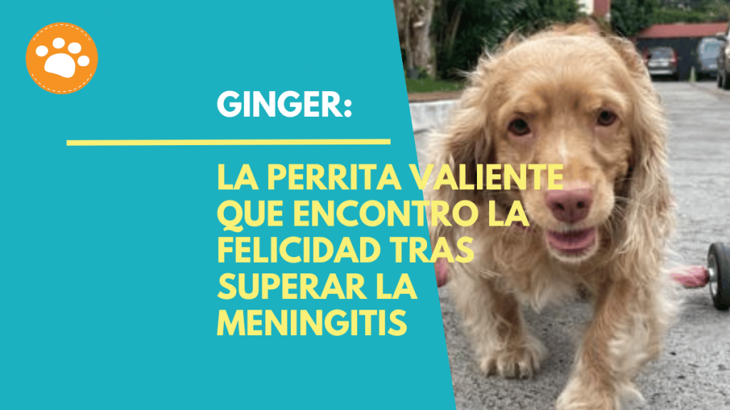 Ginger: La Perrita Valiente que Encontró la Felicidad Tras Superar la ...