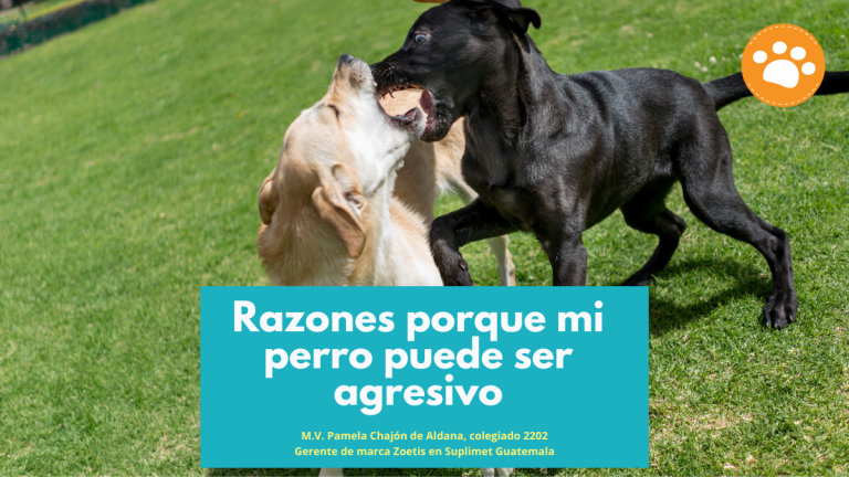 Razones porque mi perro puede ser agresivo - Revista Petmi para amantes ...
