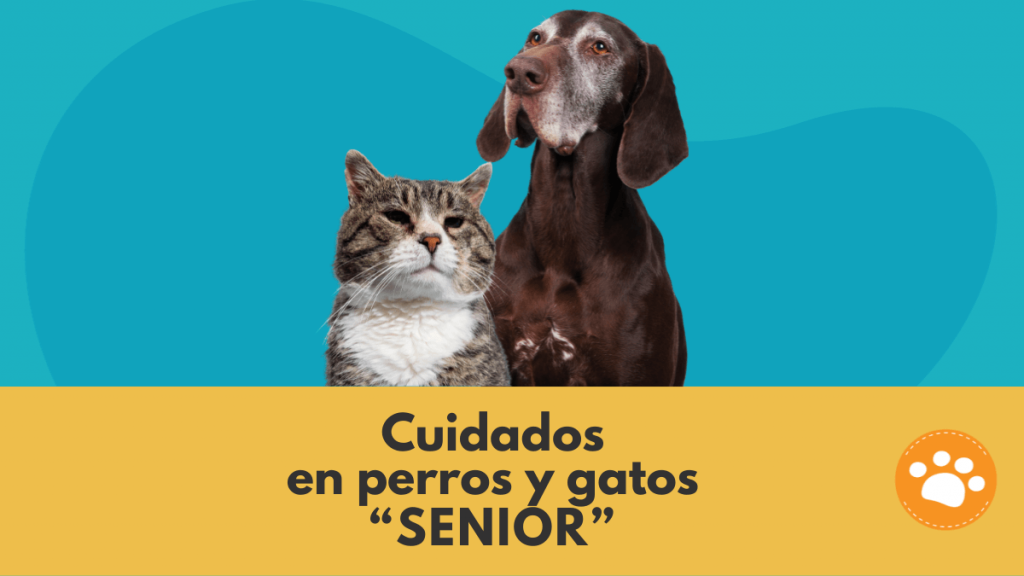 Cuidados en perros y gatos “SENIOR” - Revista Petmi para amantes de ...
