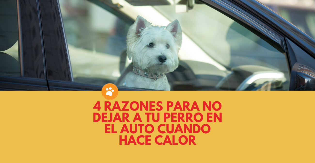 4 razones para no dejar a tu perro en el auto cuando hace calor ...