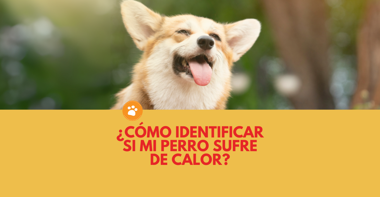 ¿Cómo identificar si mi perro sufre de calor? - Revista Petmi para ...