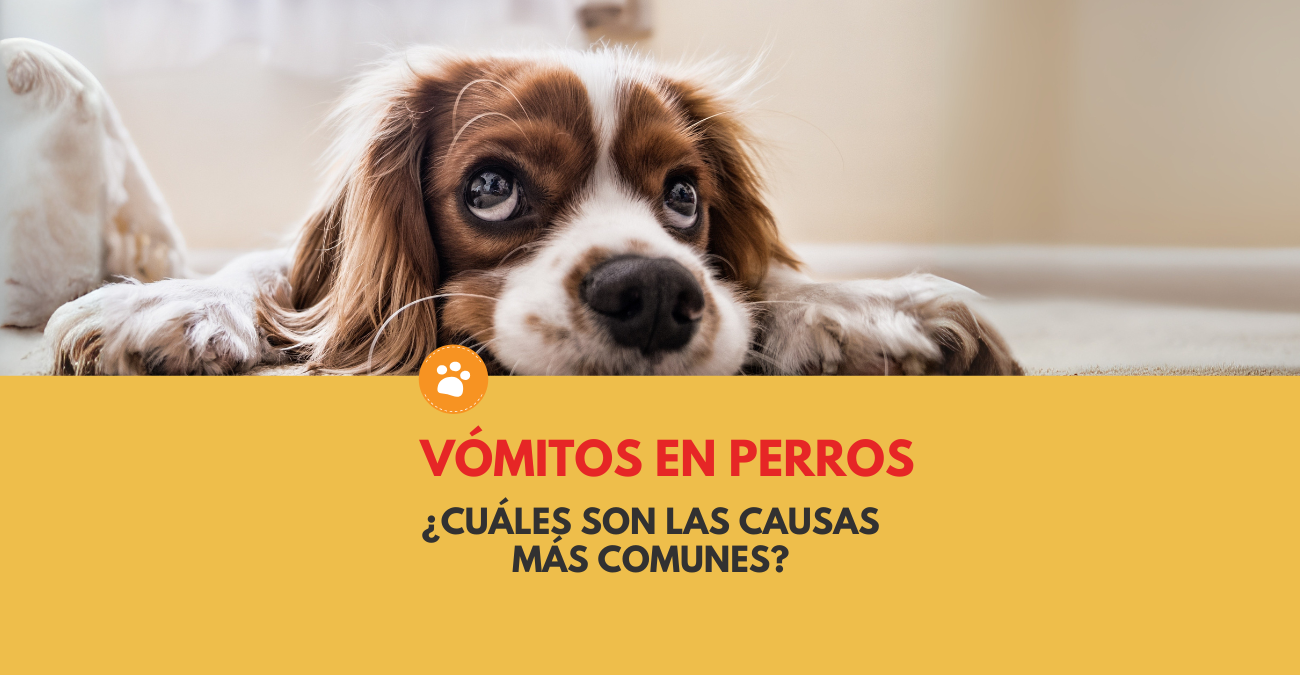 Vómitos en perros: ¿cuáles son las causas más comunes? - Revista Petmi ...