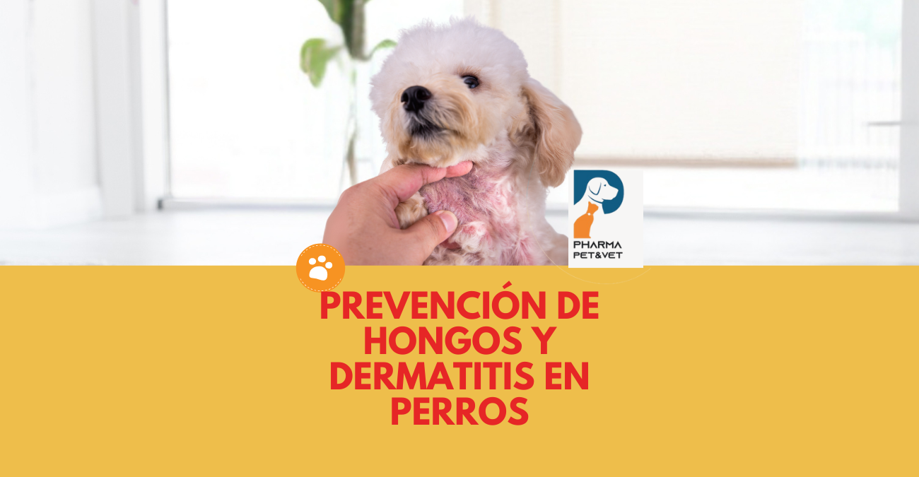 Prevención de Hongos y Dermatitis en Perros - Revista Petmi para ...